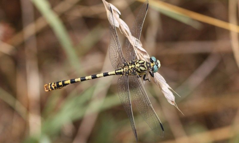 Onychogomphus forcipatus (Gomphidae) , Natura Mediterraneo | Forum ... Onychogomphus forcipatus (Gomphidae) , Natura Mediterraneo | Forum ...
